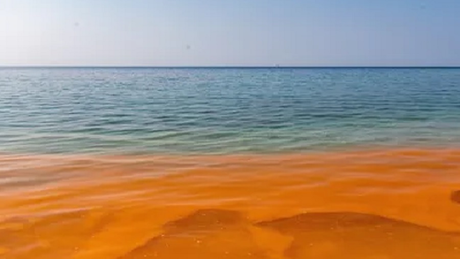 🤿 What is the mysterious orange substance on the beach? 🦧 - Nerja Lovers